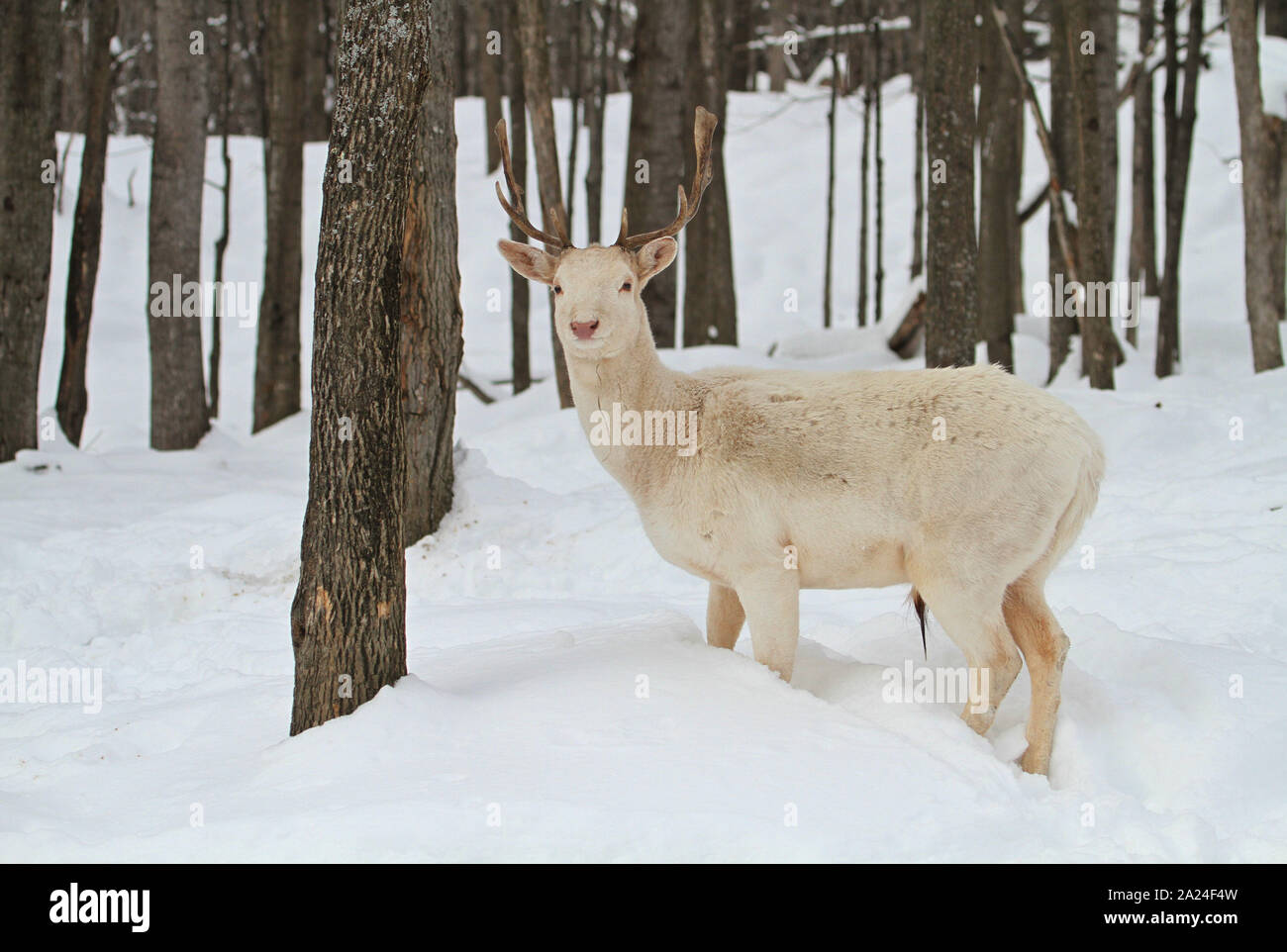 White deer in snow Stock Photo - Alamy