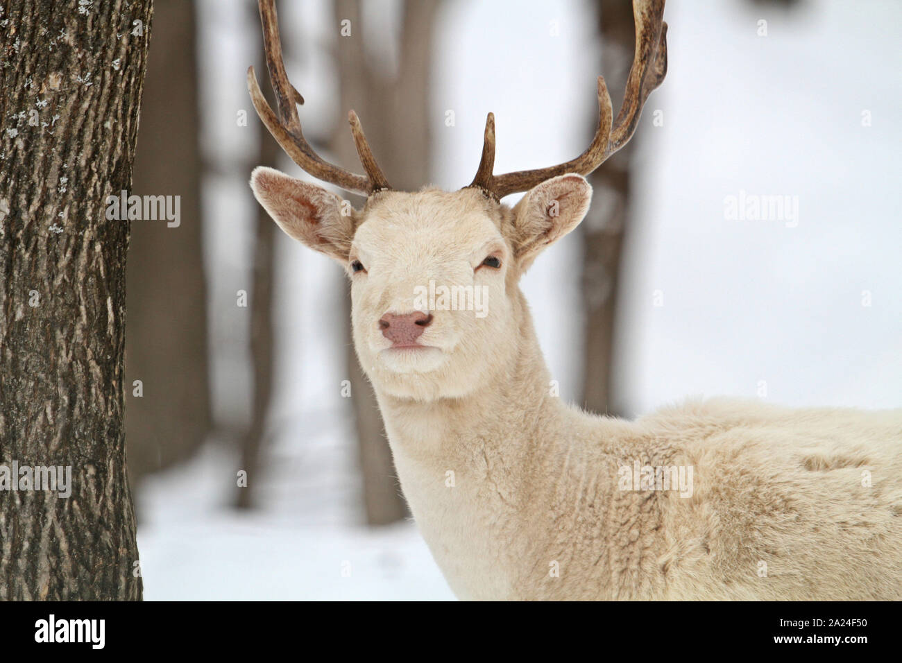 White deer in snow Stock Photo - Alamy
