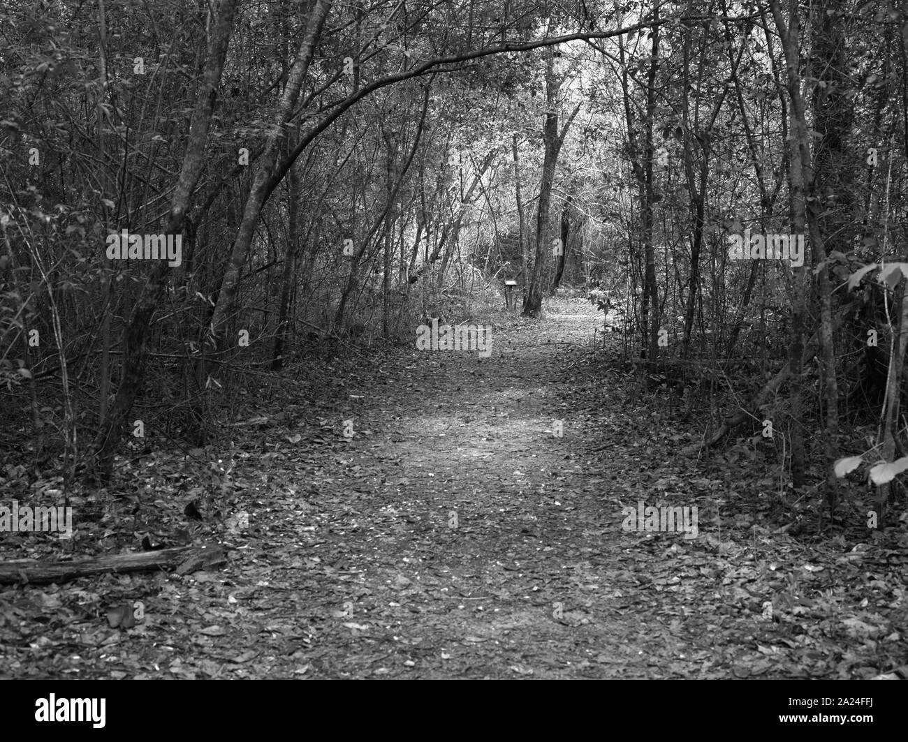 Path through the Polk County portion of Big Thicket National Preserve ...
