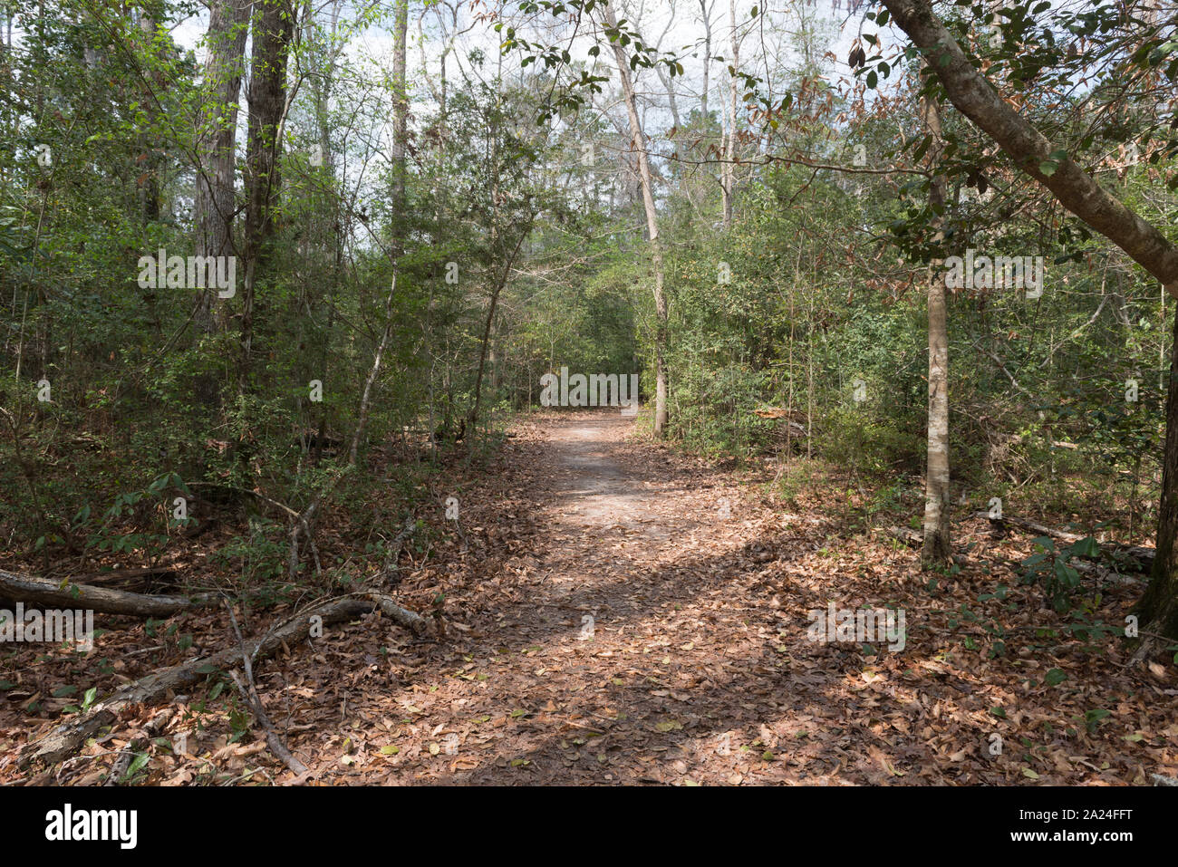 Path through Big Thicket National Preserve, a U.S. Park Service area ...