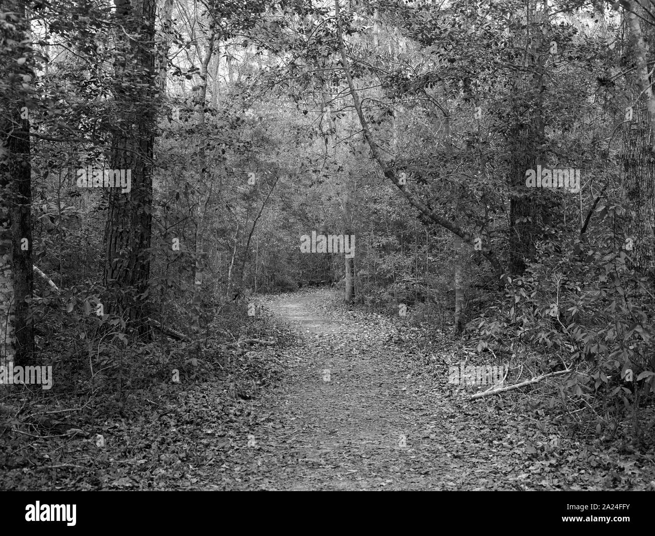 Path through the Polk County portion of Big Thicket National Preserve ...