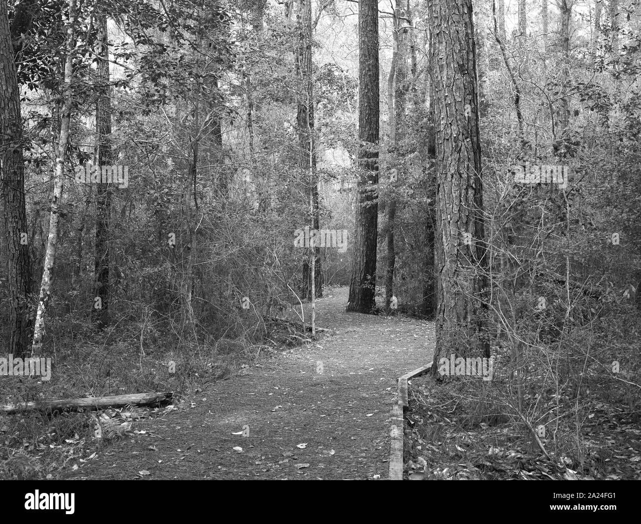 Path through the Polk County portion of Big Thicket National Preserve ...