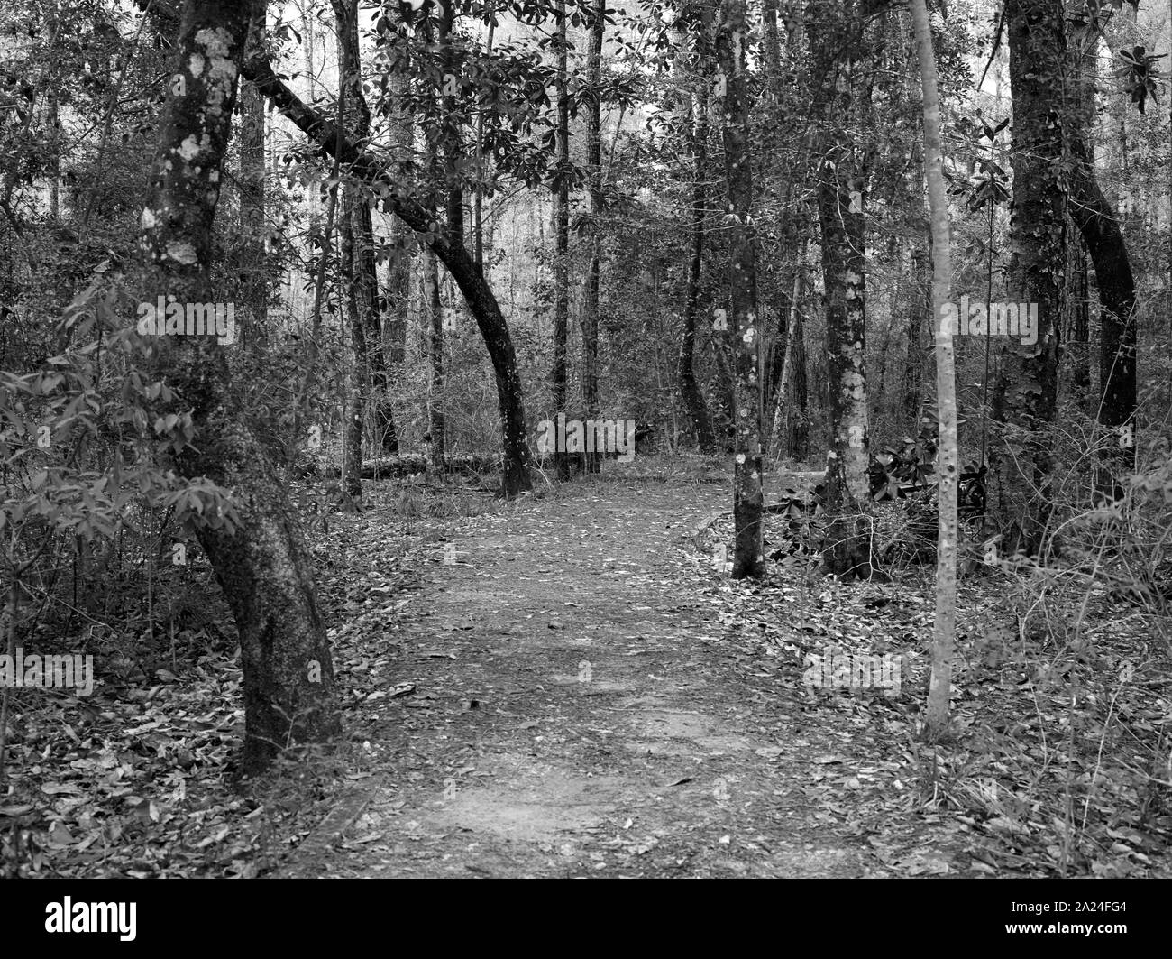 Path through the Polk County portion of Big Thicket National Preserve ...