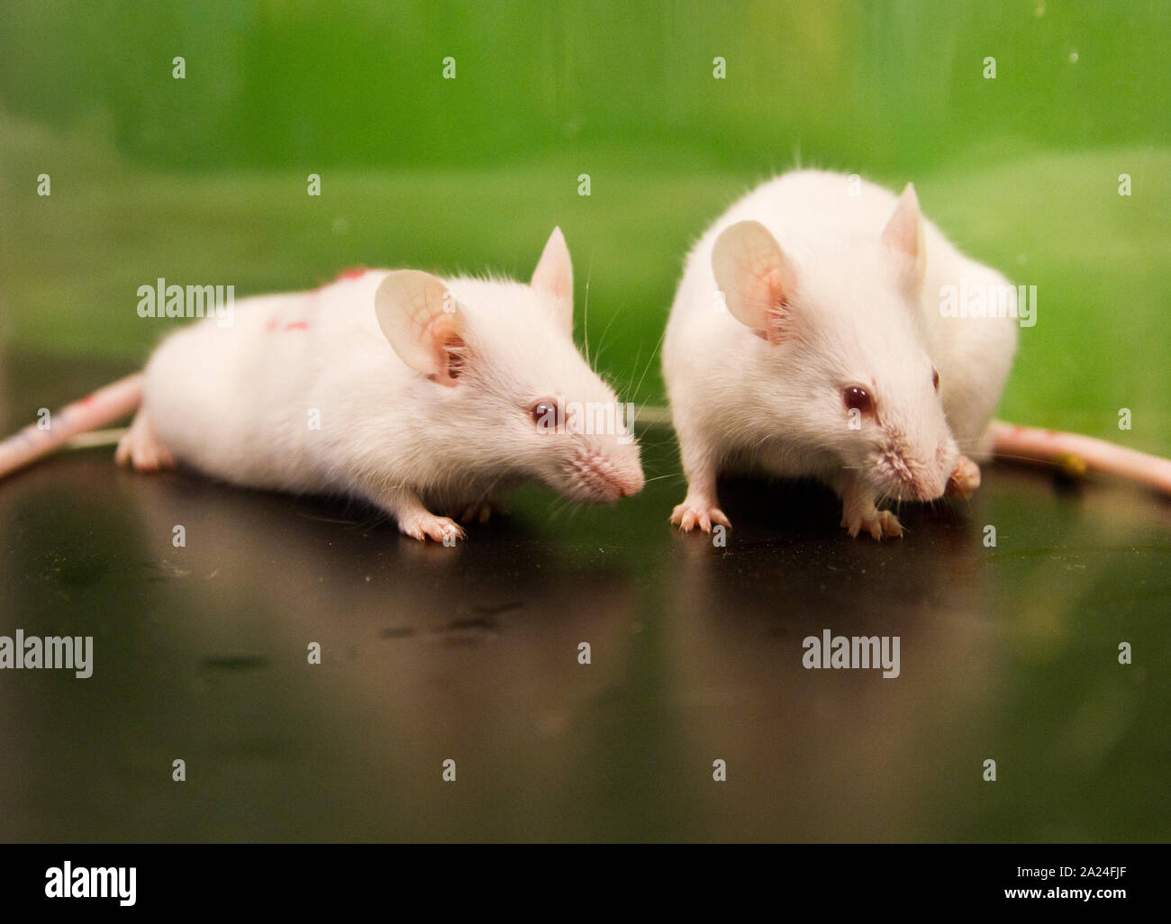 Lab mice hi-res stock photography and images - Alamy