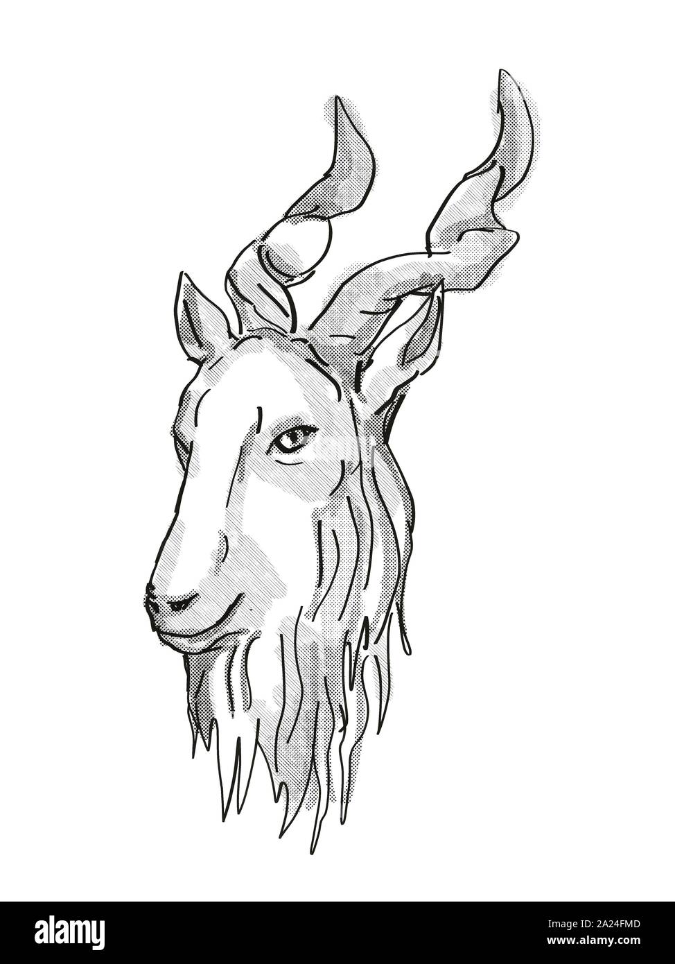 Markhor drawing Cut Out Stock Images & Pictures - Alamy