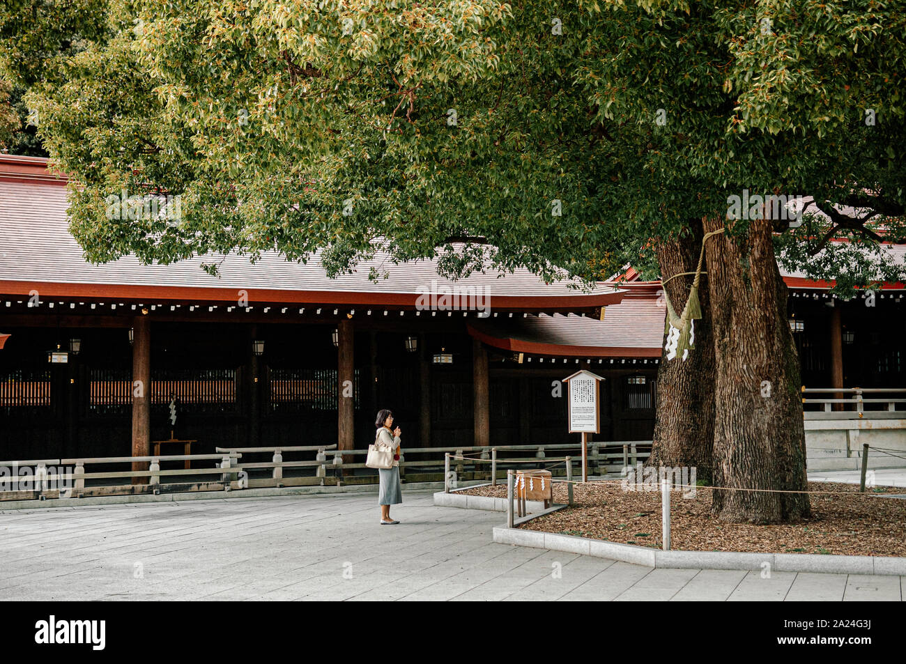 DEC 5, 2018 Tokyo, Japan - Meiji Jingu Shrine Historic old sacred tree ...