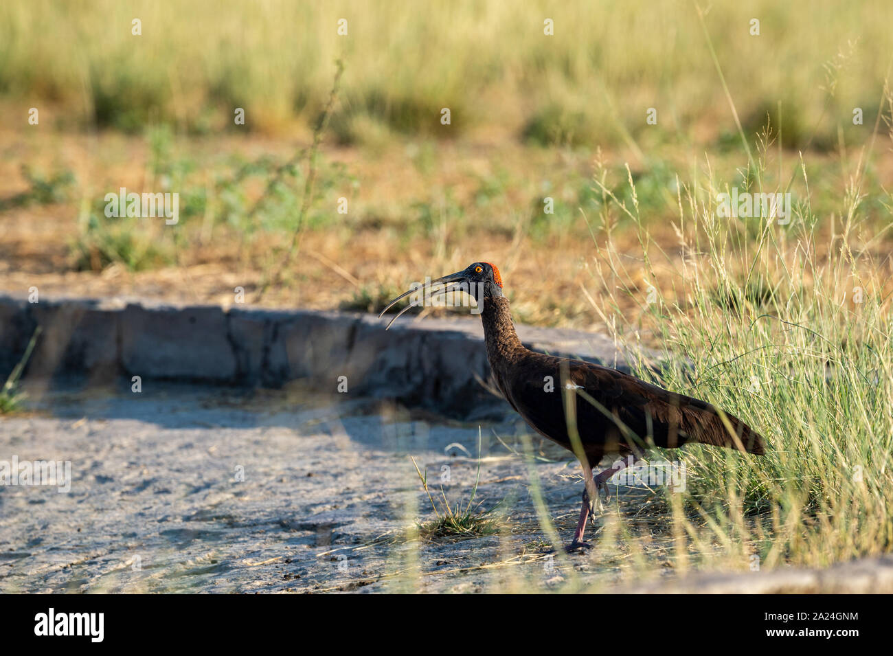 Red naped ibis or Indian black ibis or Pseudibis papillosa at keoladeo ...