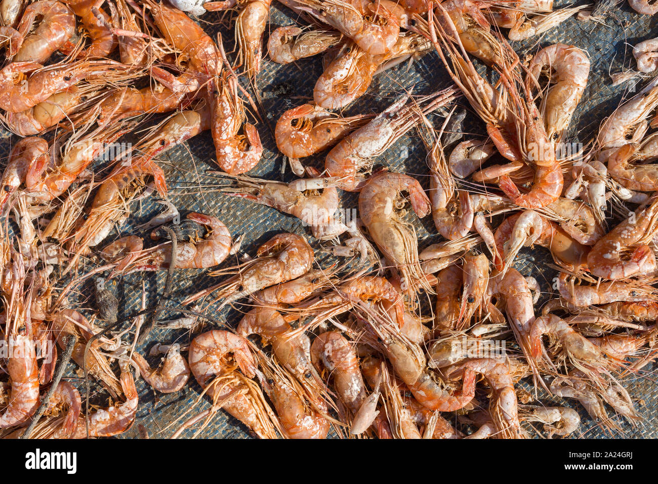 Prawn farming asia hi-res stock photography and images - Alamy