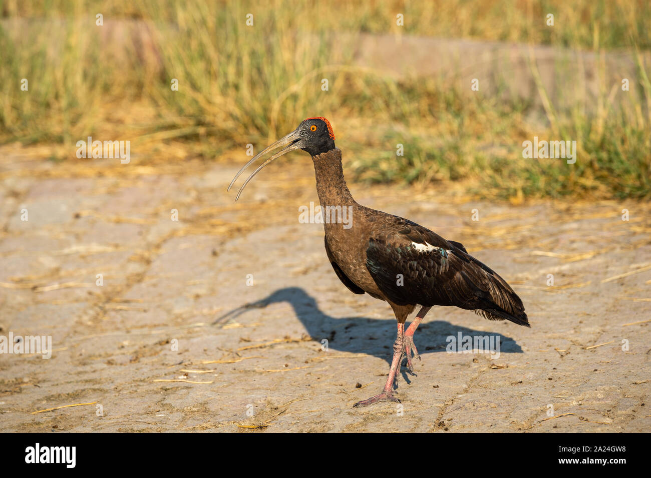 Red naped ibis or Indian black ibis or Pseudibis papillosa at keoladeo ...
