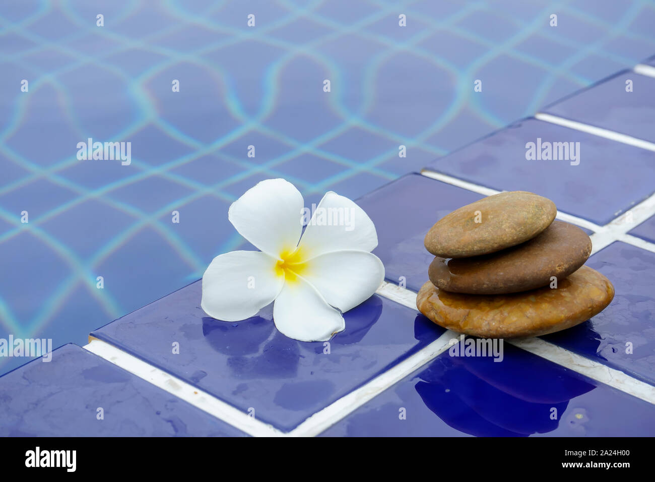 Plumeria flowers on a tile floor lay beside the pool Stock Photo - Alamy