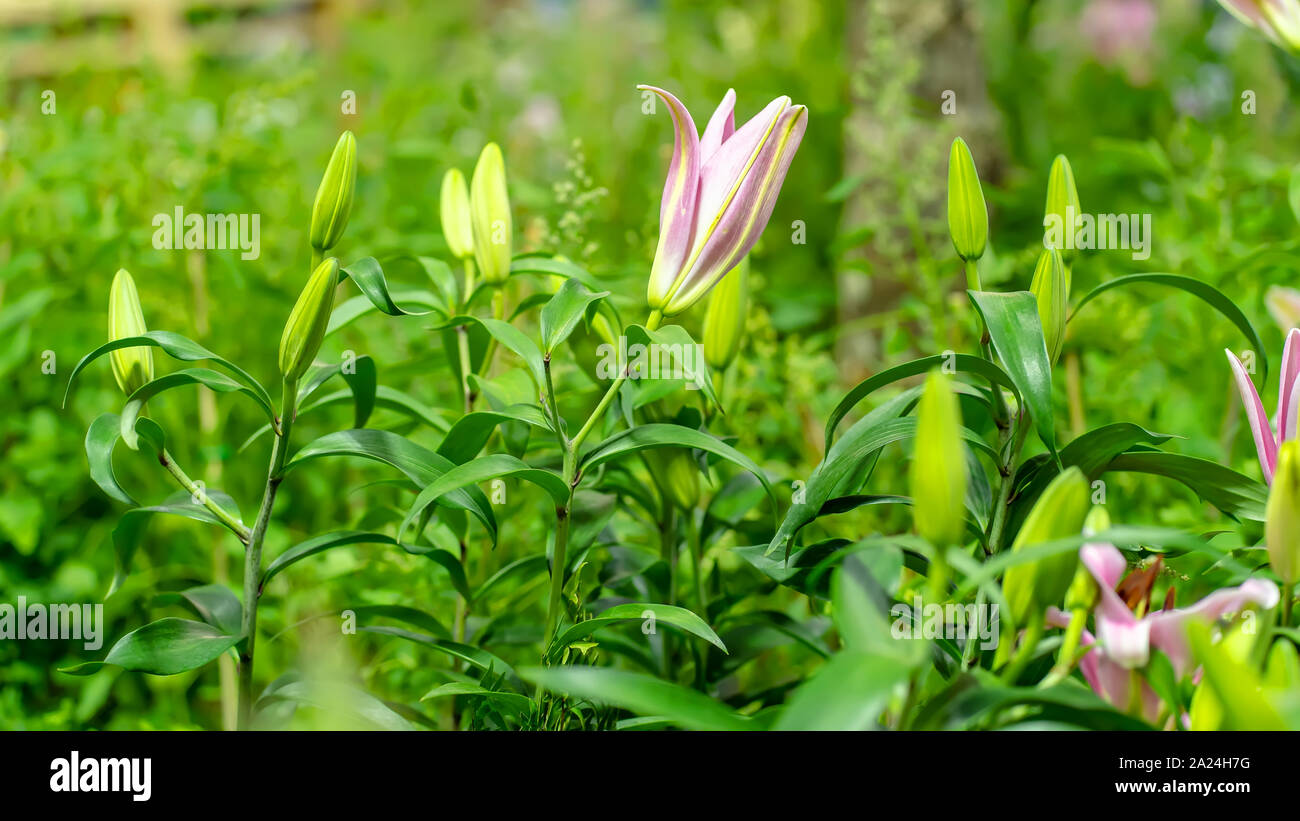 Lily in the garden on a nature background Stock Photo - Alamy