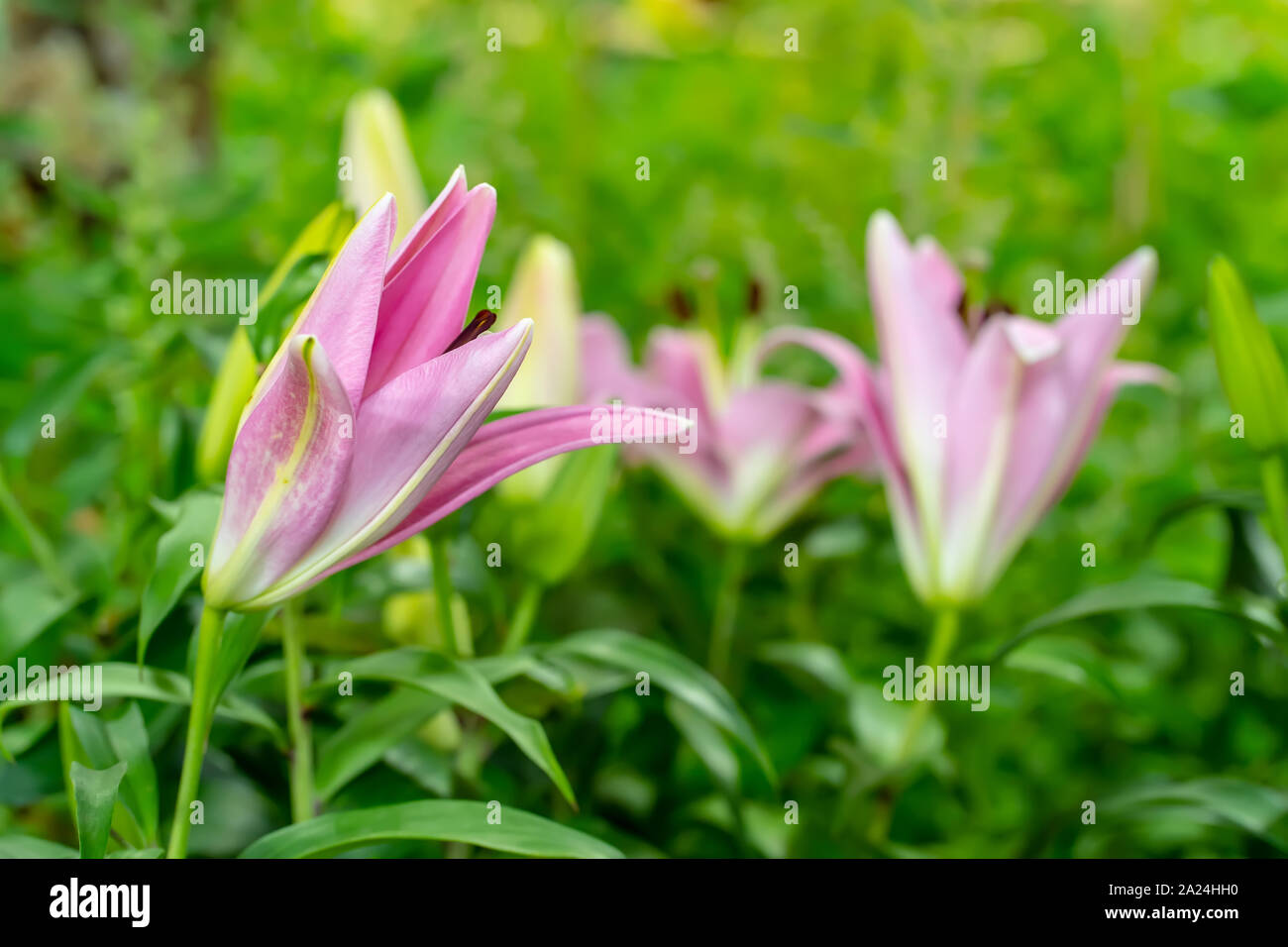 Lily in the garden on a nature background Stock Photo - Alamy