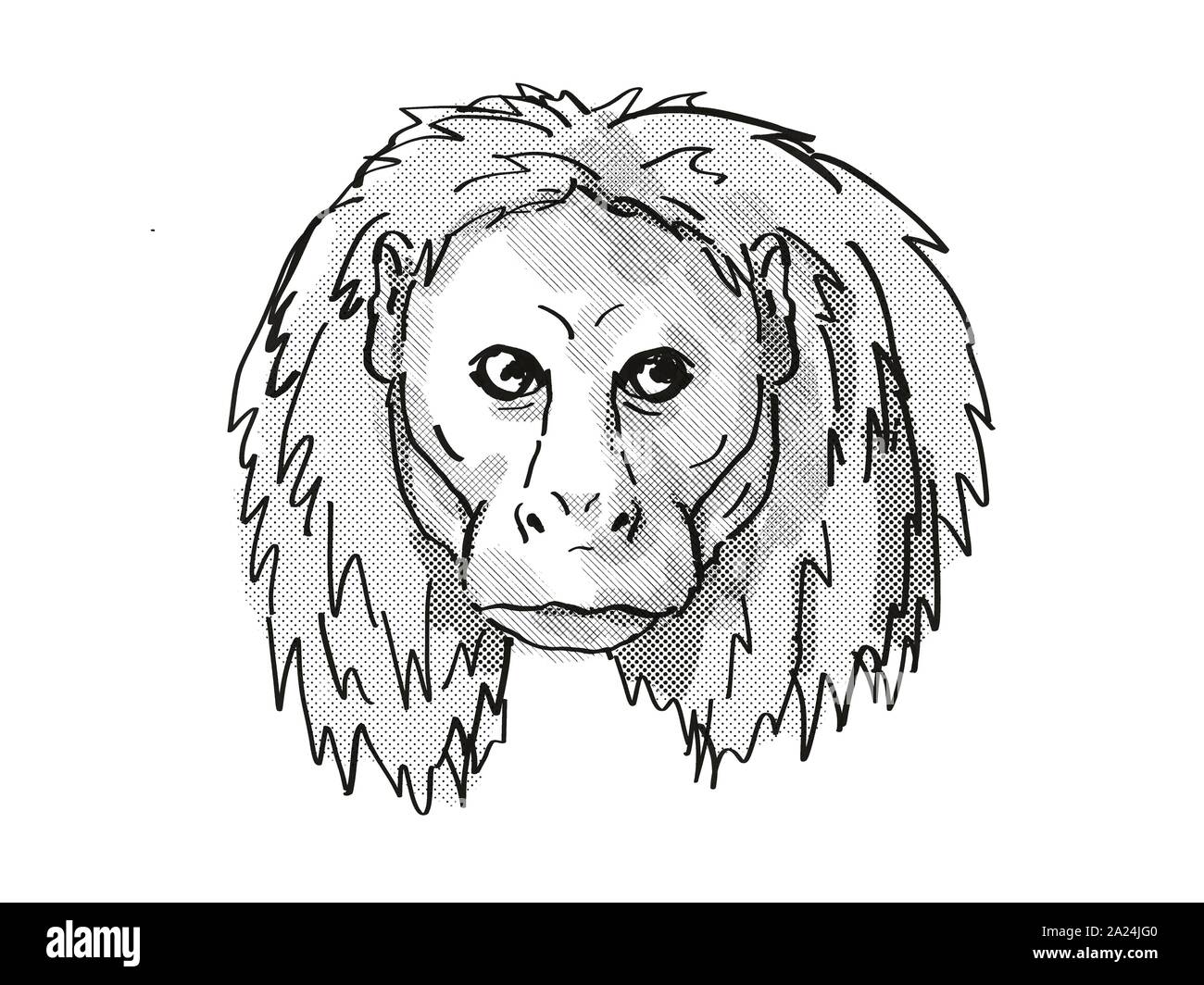 Retro cartoon style drawing of head of an Uakari, a small species of ...