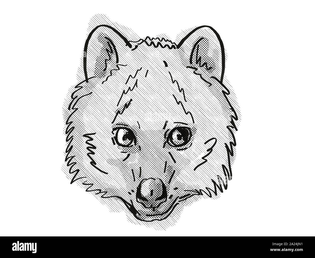 Retro cartoon style drawing of head of a Quokka, a small marsupial ...