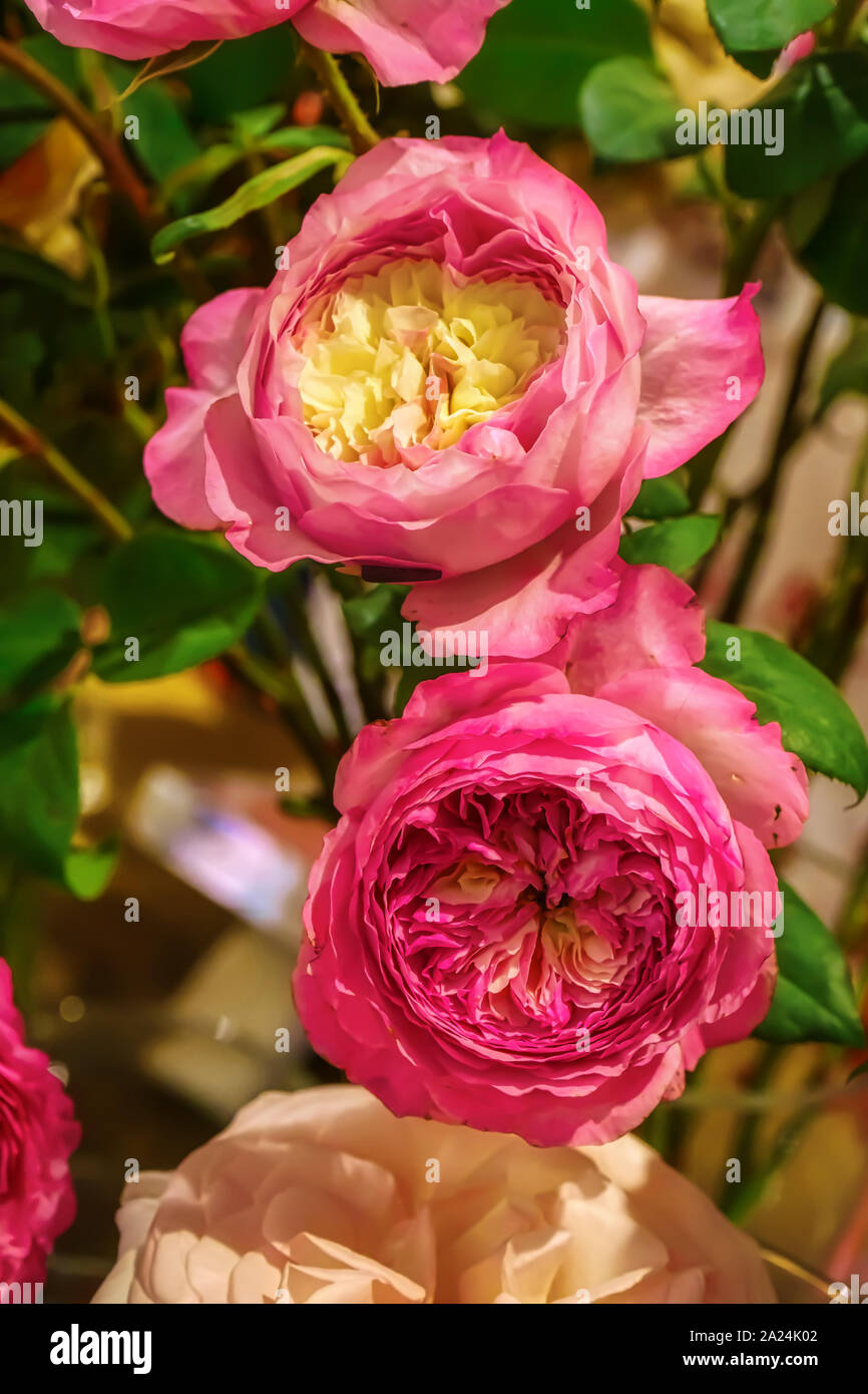 Rose in many colors and beautiful in garden Stock Photo - Alamy
