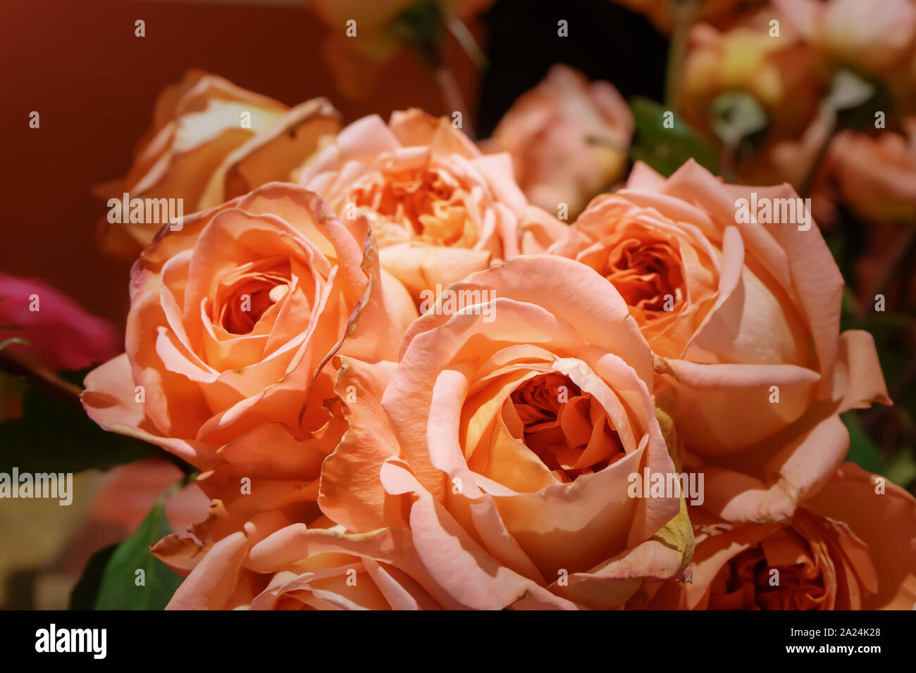 Rose in many colors and beautiful in garden Stock Photo - Alamy