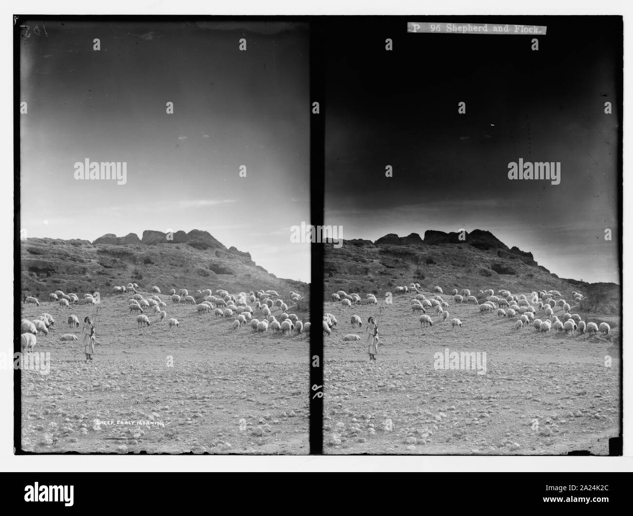 Peasant types. Shepherd and flock. (Early morning scene Stock Photo - Alamy