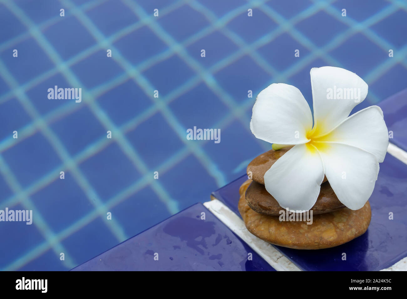 Plumeria flowers on a tile floor lay beside the pool Stock Photo - Alamy
