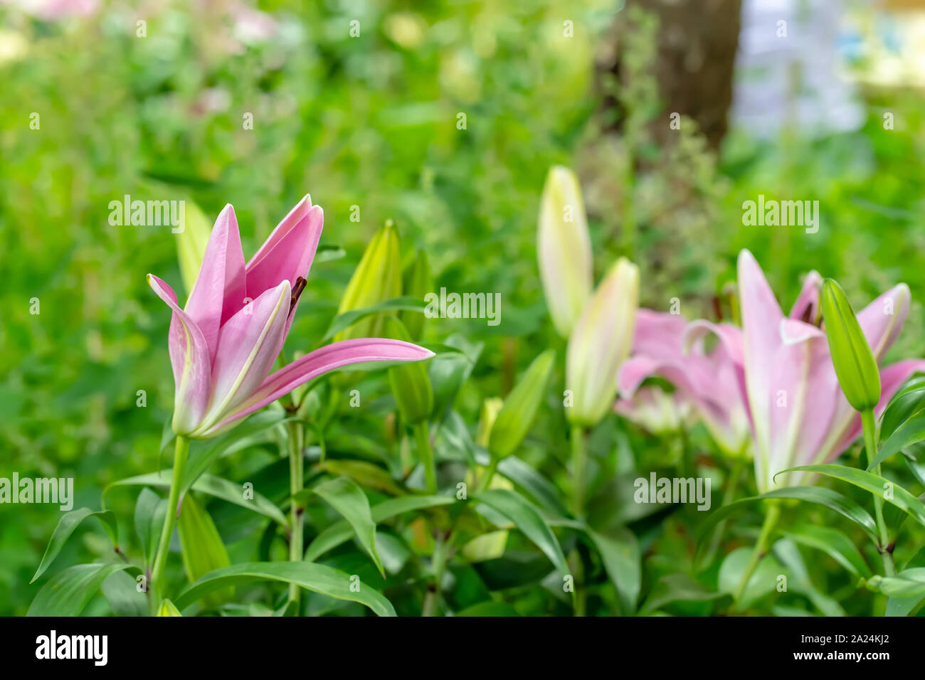 Lily in the garden on a nature background Stock Photo - Alamy