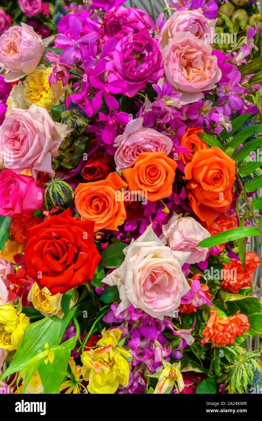 Rose in many colors and beautiful in garden Stock Photo - Alamy