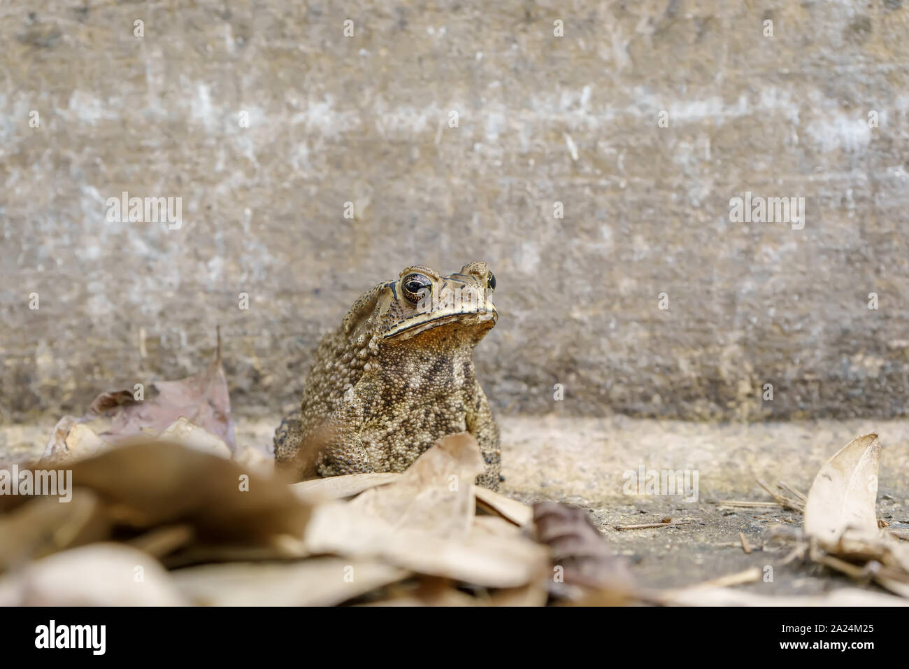 Toad Posing High Resolution Stock Photography and Images - Alamy