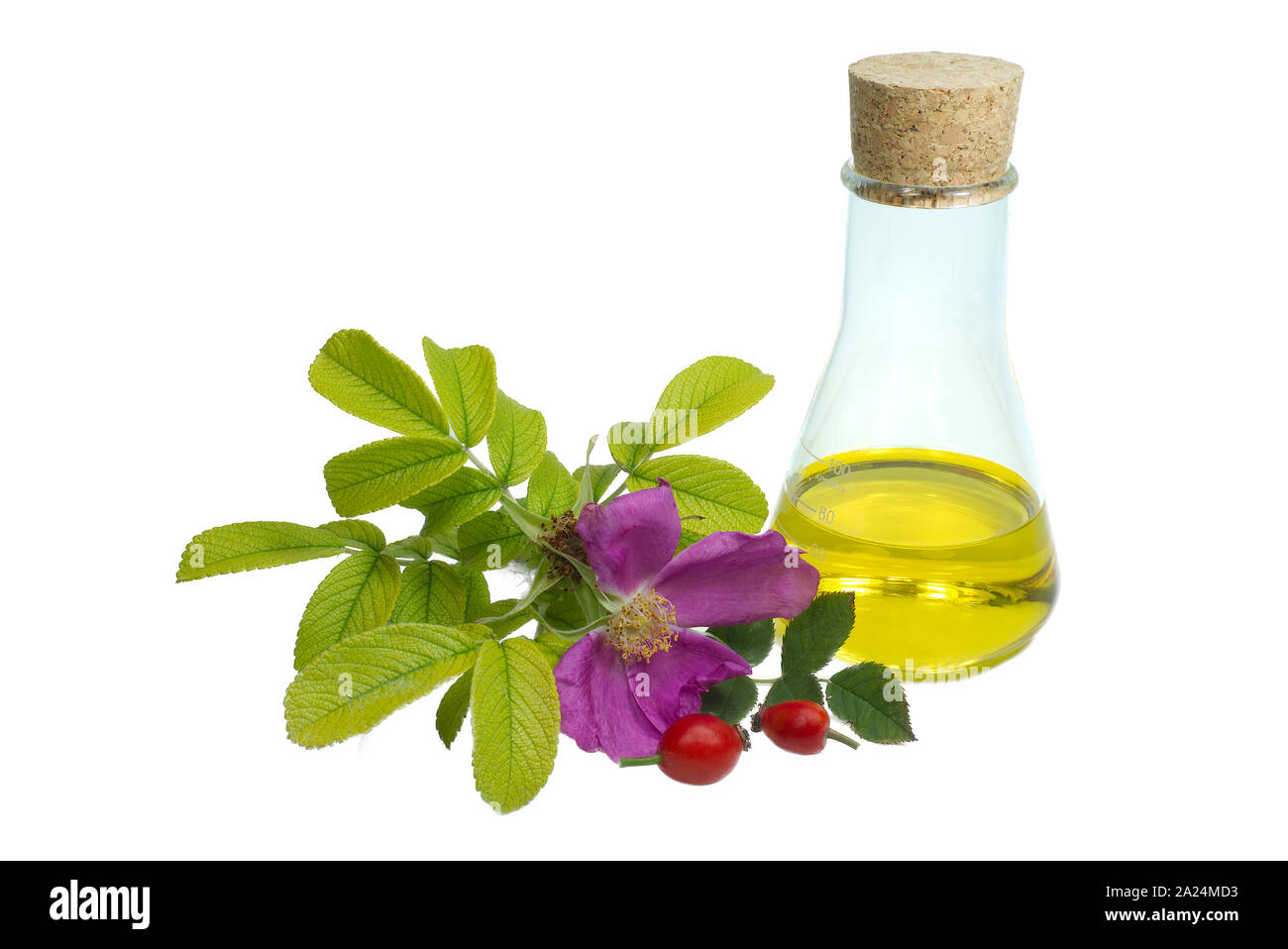 Purple rose with green leaves, rose hips and a small cork stopped flask ...