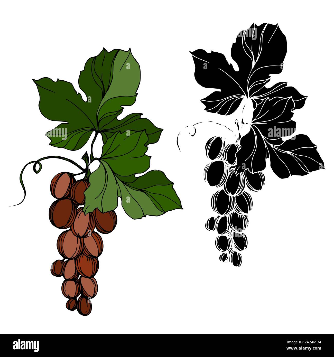 Autumn grape liana red Cut Out Stock Images & Pictures - Alamy