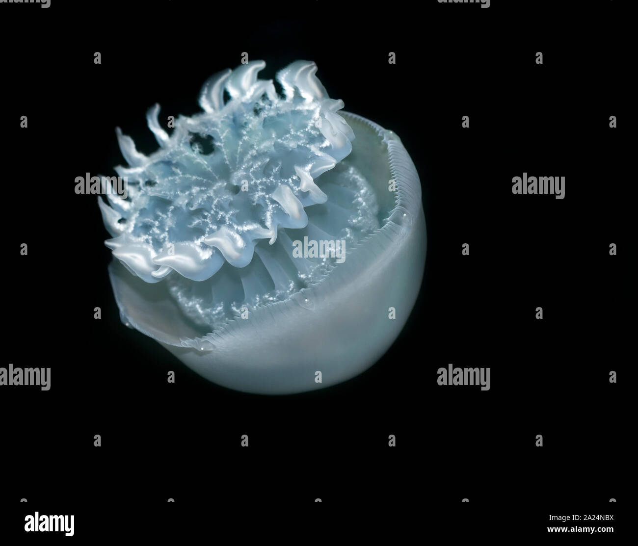 The cannonball jellyfish (Stomolophus meleagris) isolated on the black ...
