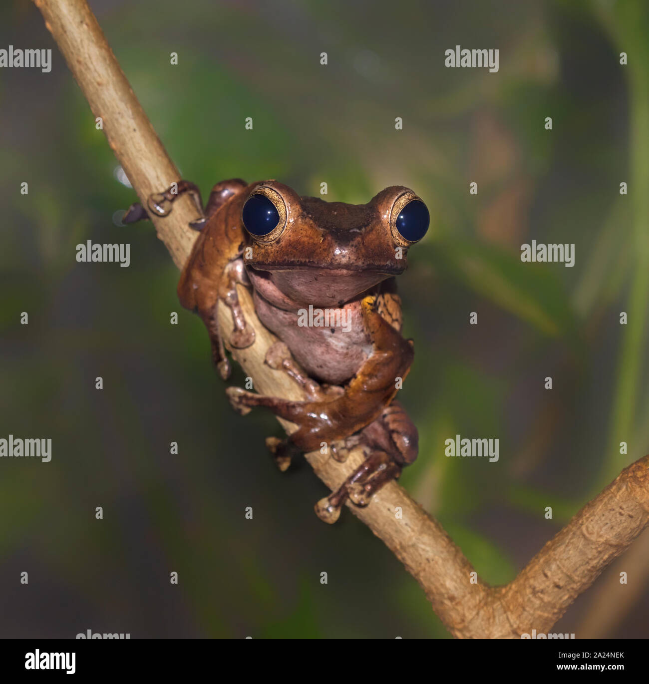Borneo eared frog (Polypedates otilophus) sitting on the tree branch ...