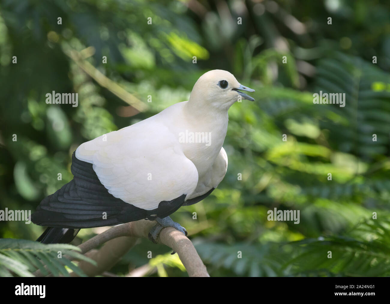 Pied imperial pigeon (Ducula bicolor) perched on the tree branch with ...