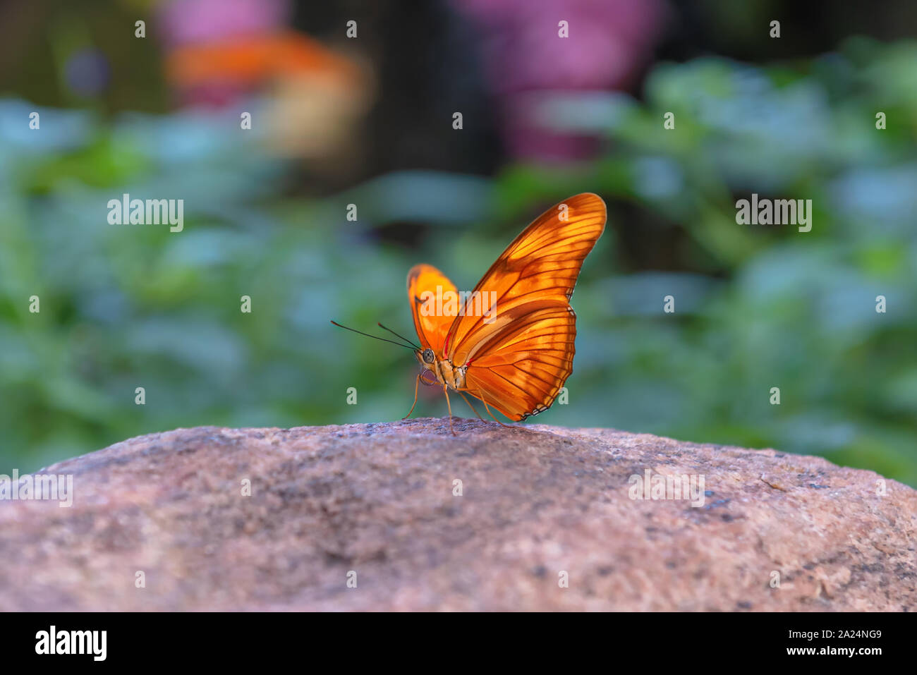 Canadian butterfly hi-res stock photography and images - Alamy