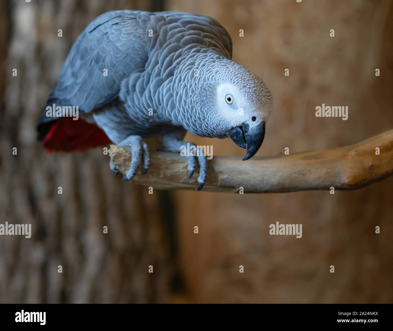 African Grey Congo Parrot Psittacus erithacus Bird Resting on Perch ...