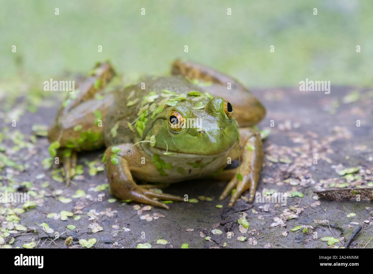 Closeup of american bullfrog lithobates catesbeianus hi-res stock ...