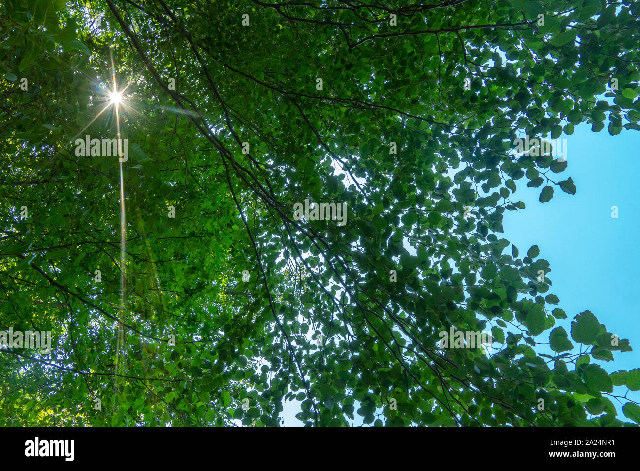 Green Trees and Blue Skies with Sun Shining Through Branches and Leaves ...