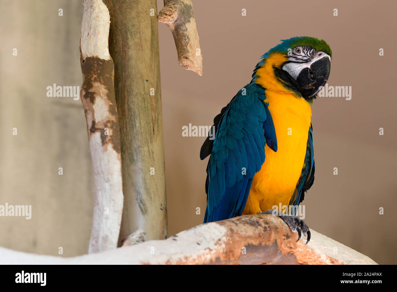 Blue Yellow Gold Macaw Parrot Bird Ara ararauna on Tree Branch Looking ...