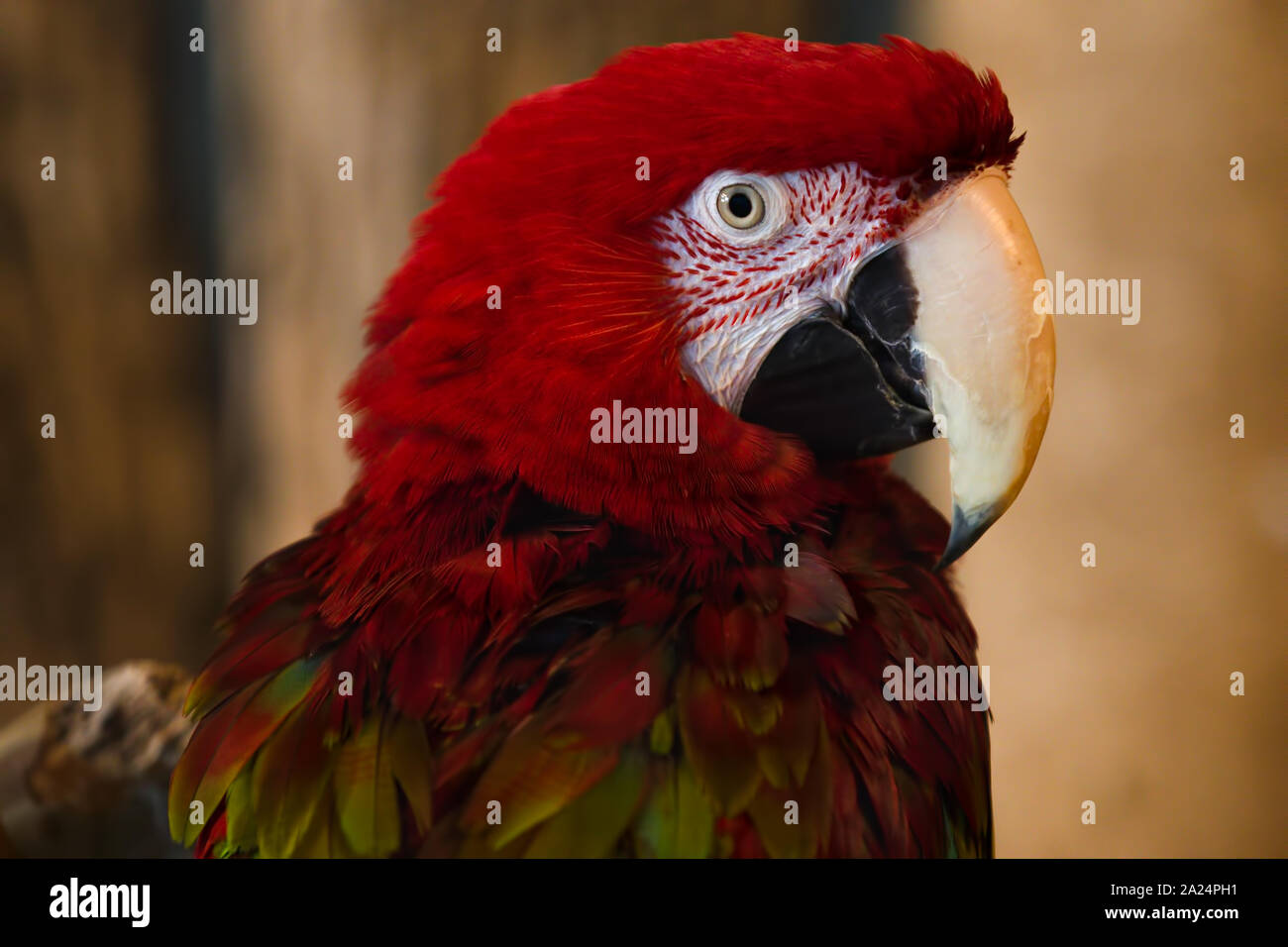 Red-and-green Macaw Parrot Ara chloropterus Bird Close Up Face Stock ...