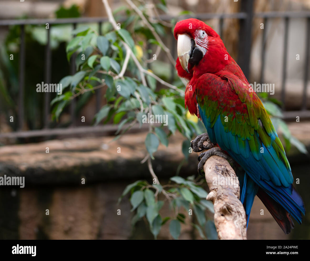 Red-and-green Macaw Parrot Ara chloropterus Bird on Tree Branch Looking ...