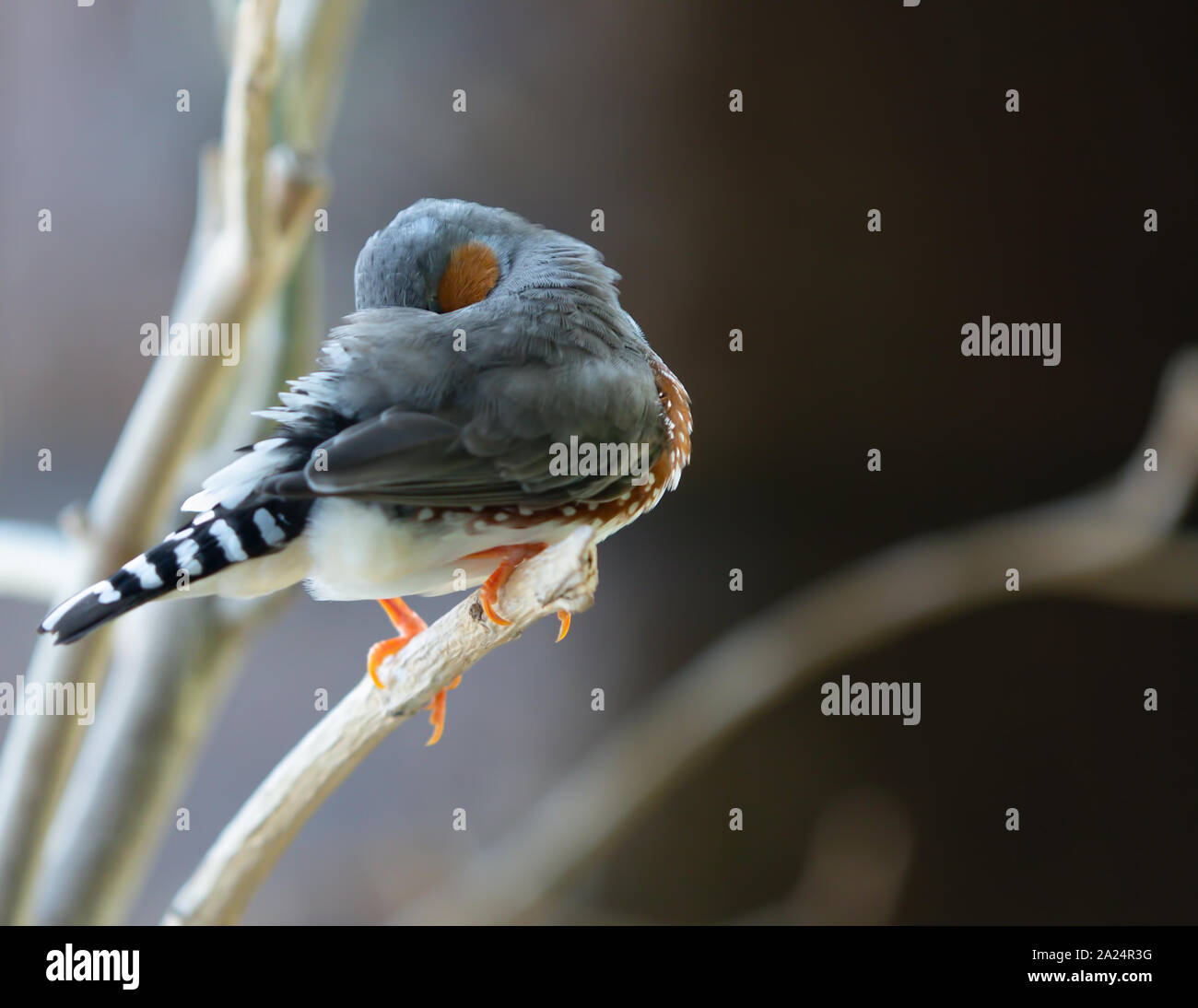 Zebra Finch Female Attacking Male