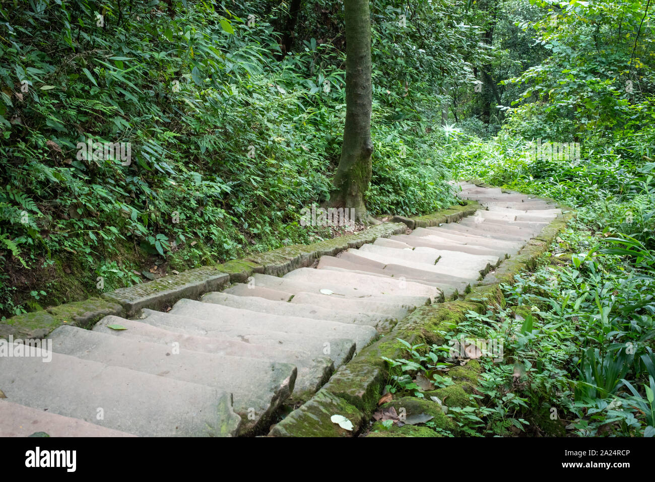 Rock stair steps in the mountain in QingChengShan, Sichuan Province ...