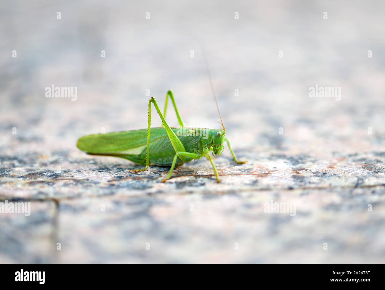 Photo of a beautiful green grasshopper on a light background Stock ...