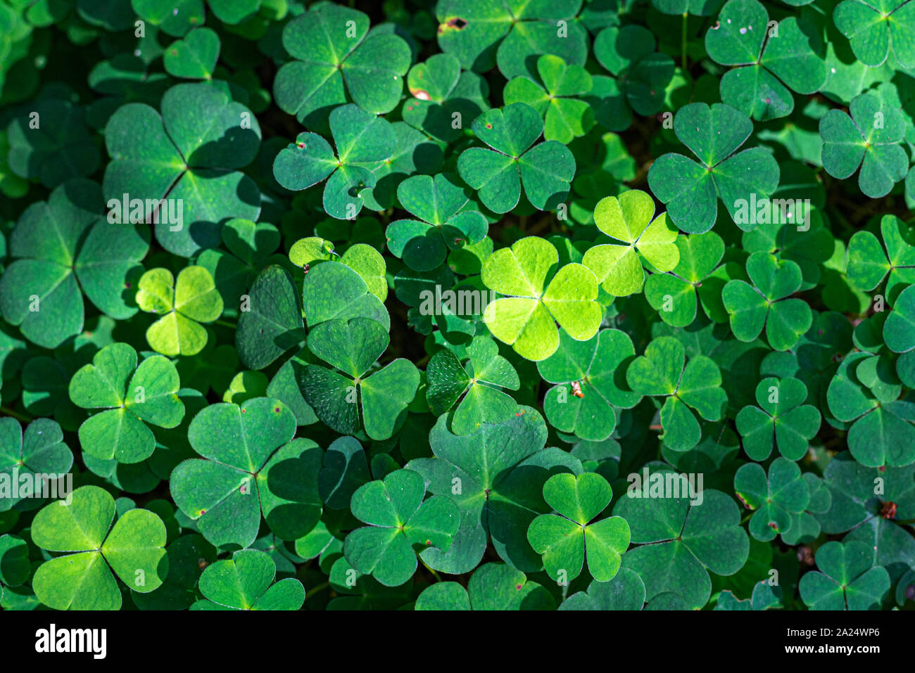 nature background of green leaf clovers Stock Photo - Alamy