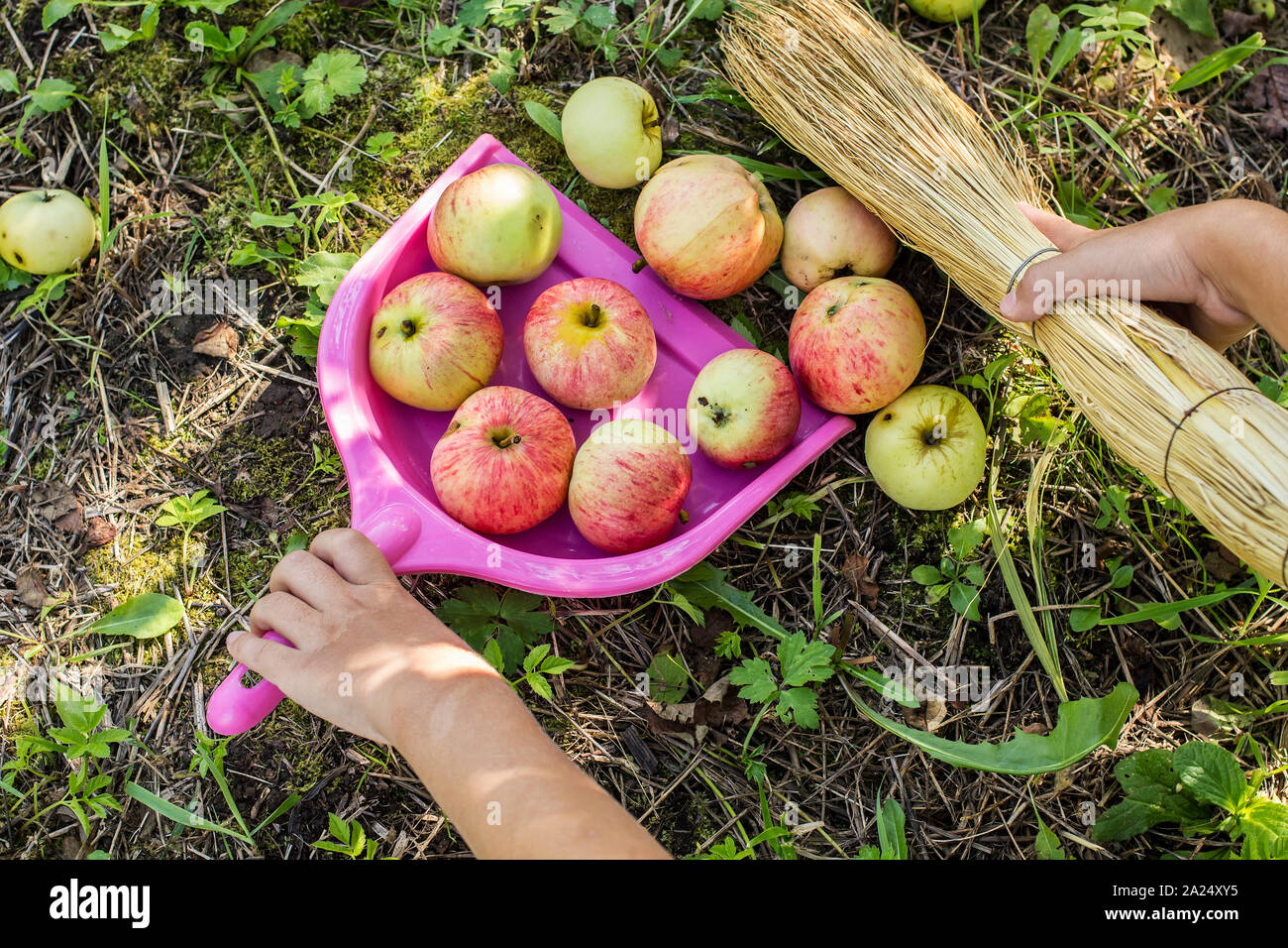 Child collect apples in a scoop with a broom in a garden Stock Photo ...