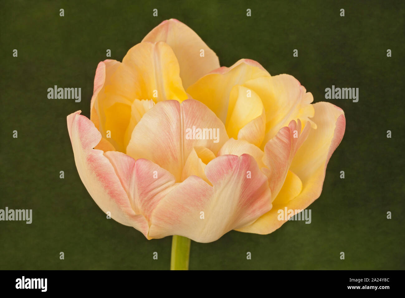 Tulip flower spring bloom blooms hi-res stock photography and images - Alamy