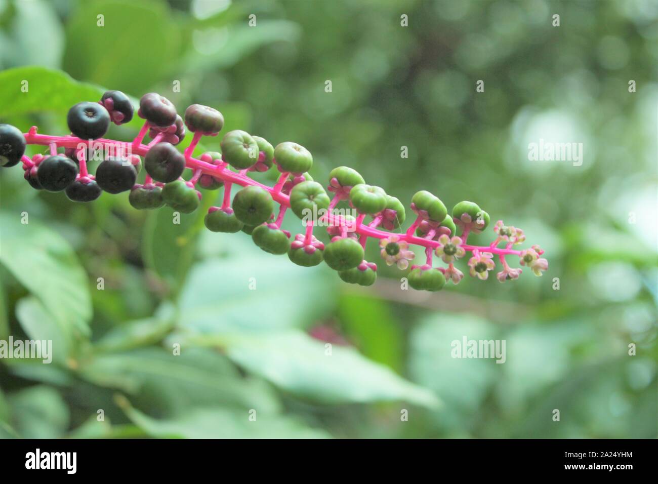 hanging fruits with leaf image Stock Photo - Alamy
