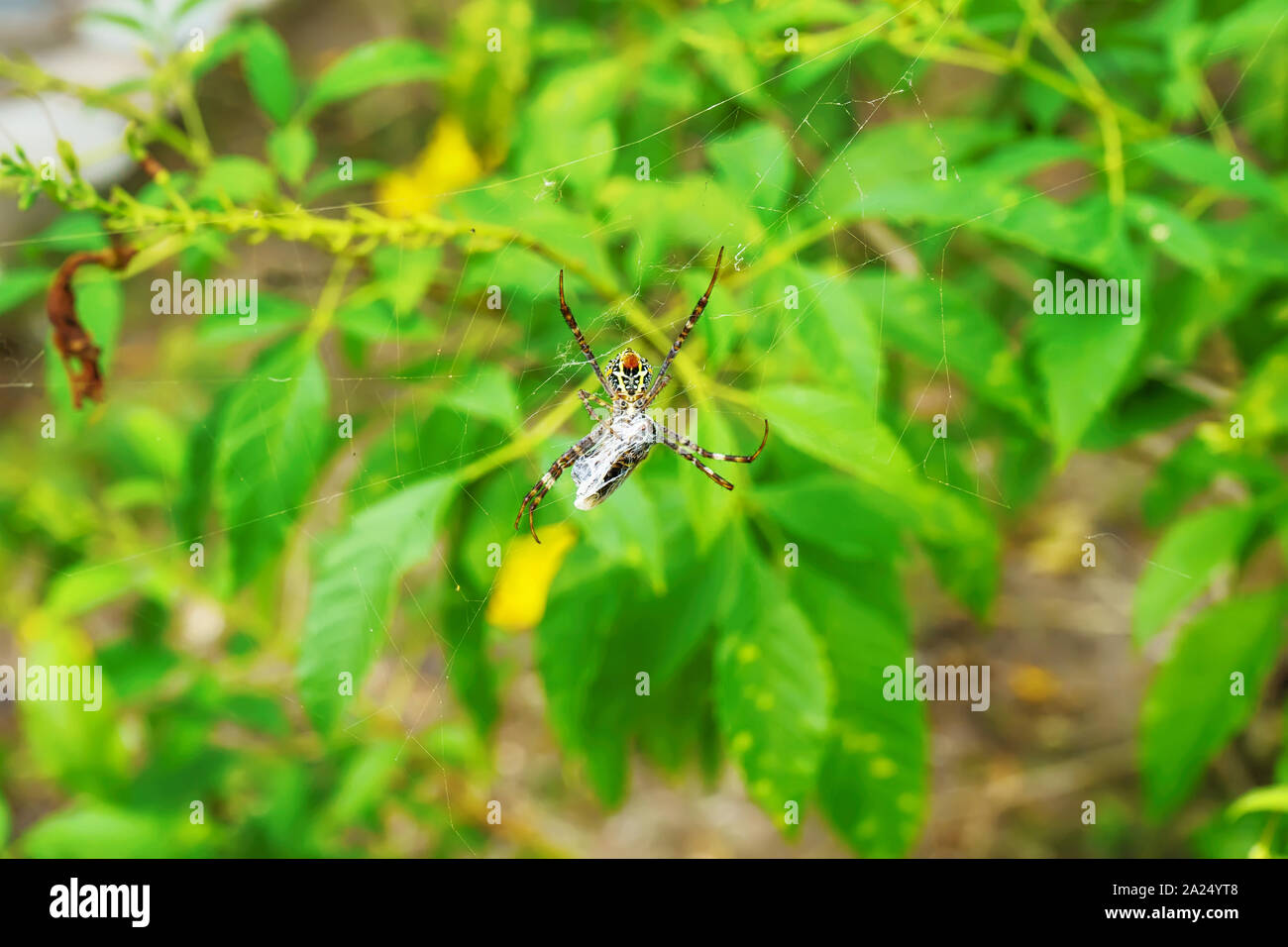 The spider will eat bee at a spider web Stock Photo - Alamy
