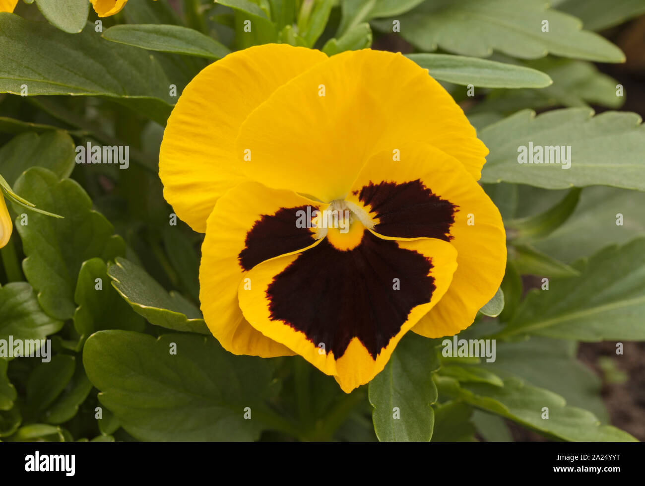 Pansy "Yellow Blotch Stock Photo - Alamy