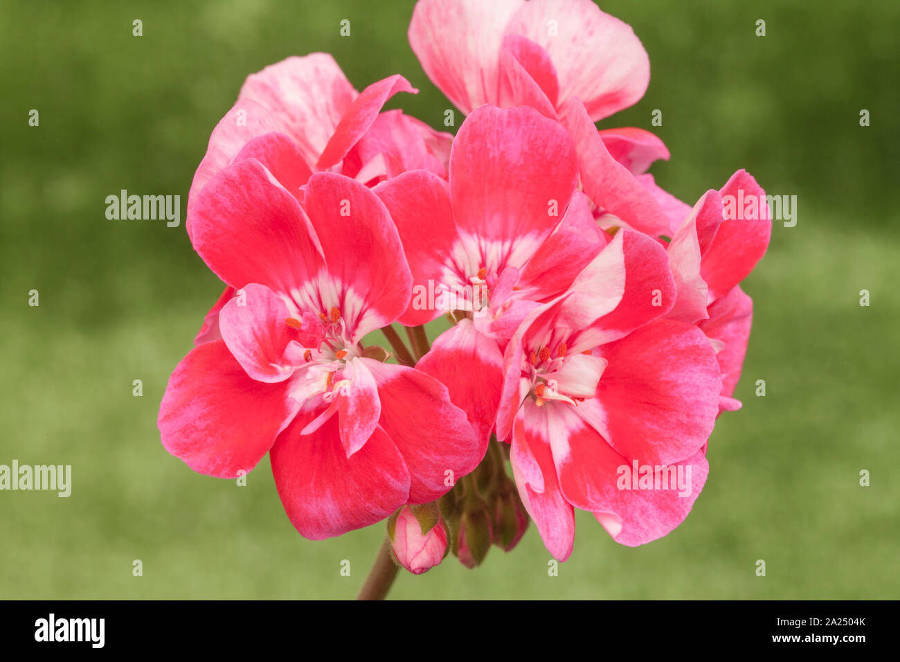 Geranium "Moonlight Vinetta", Pelargonium Stock Photo - Alamy