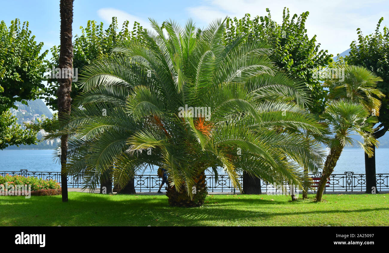 Lake Lugano in the spring. Switzerland. Europe. Palms on the shore ...