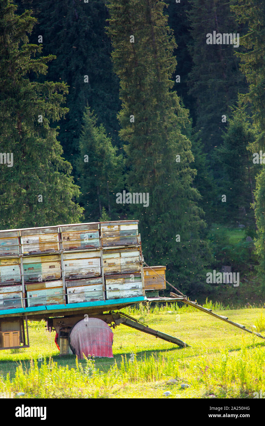 Honey bee hives high in the mountains on nature. Pure mountain honey ...