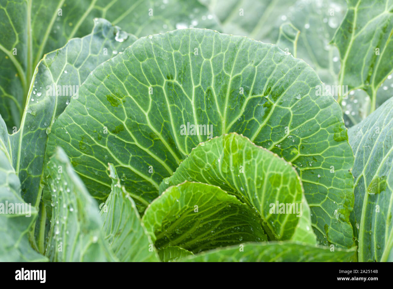Green cabbage leaf in the garden Stock Photo - Alamy